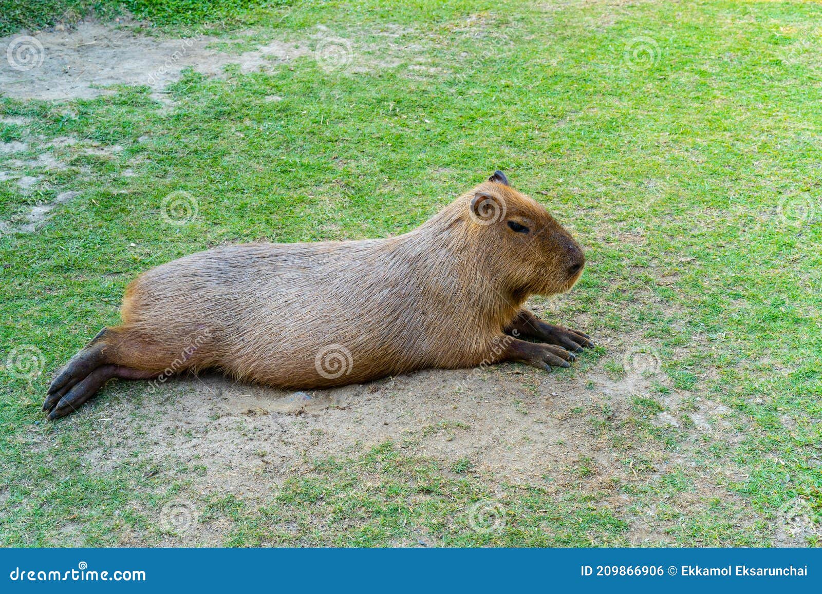 Capybara is Relaxing in the Grass Stock Photo - Image of herbivore ...