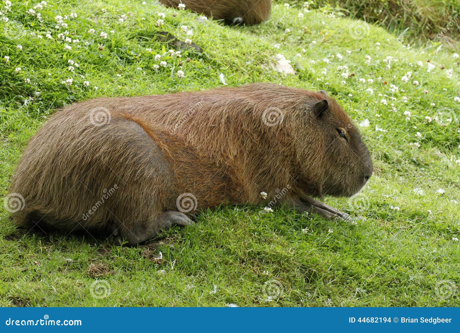 Capybara Relaxing stock photo. Image of brian, grass - 44682194