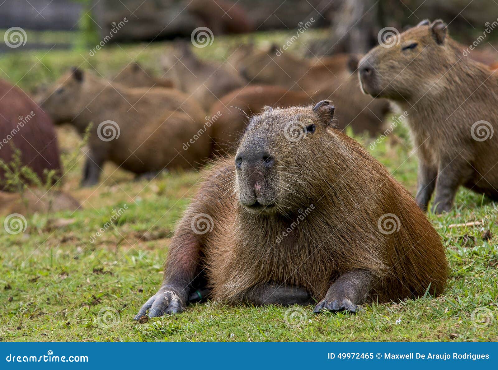 Capybara relaxing stock image. Image of excursion, green - 49972465