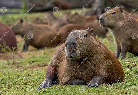 Capybara relaxing stock image. Image of excursion, green - 49972465