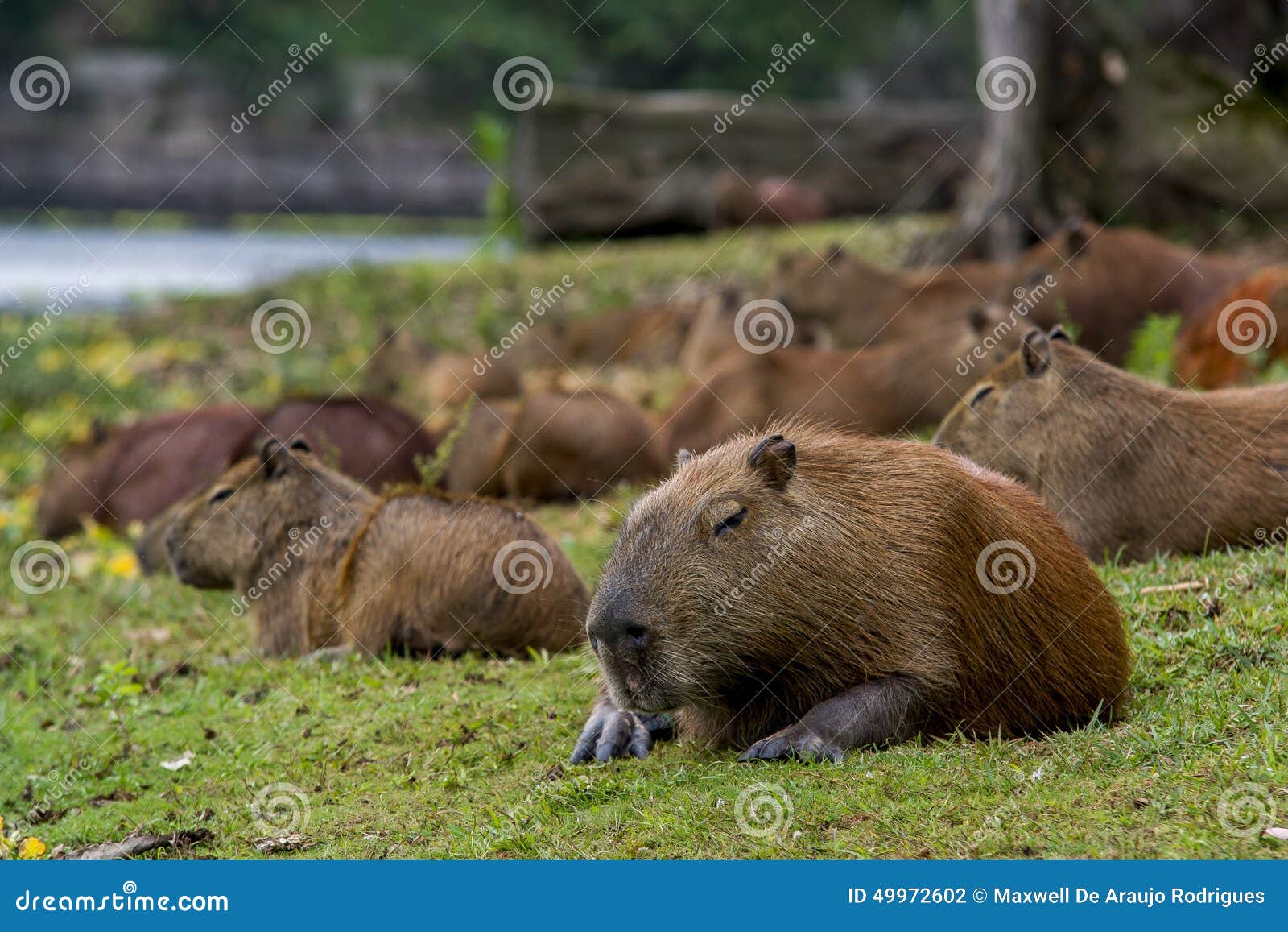 Capybara relaxing stock photo. Image of hydrochoerus - 49972602