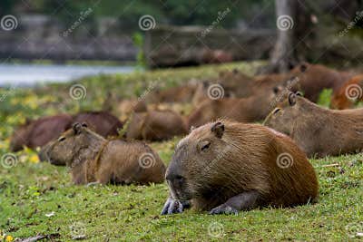 Capybara relaxing stock photo. Image of hydrochoerus - 49972602