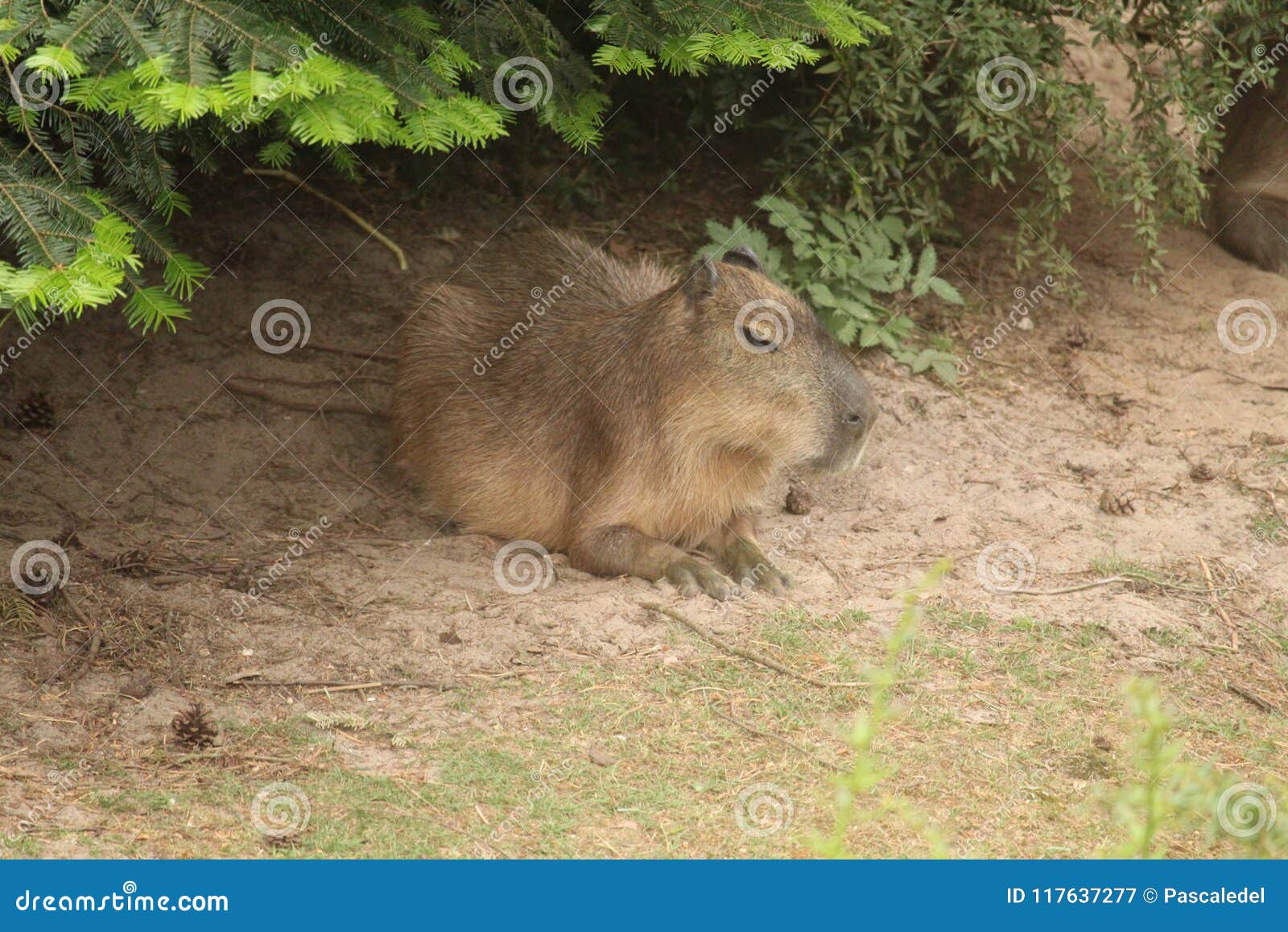 Capybara stock image. Image of animal, fauna, brown - 117637277