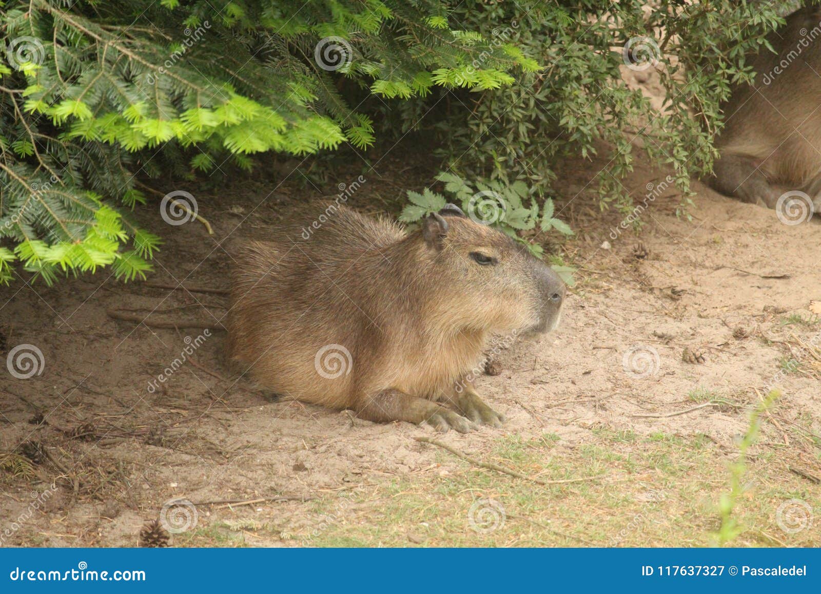 Capybara stock image. Image of mammal, animal, rodent - 117637327