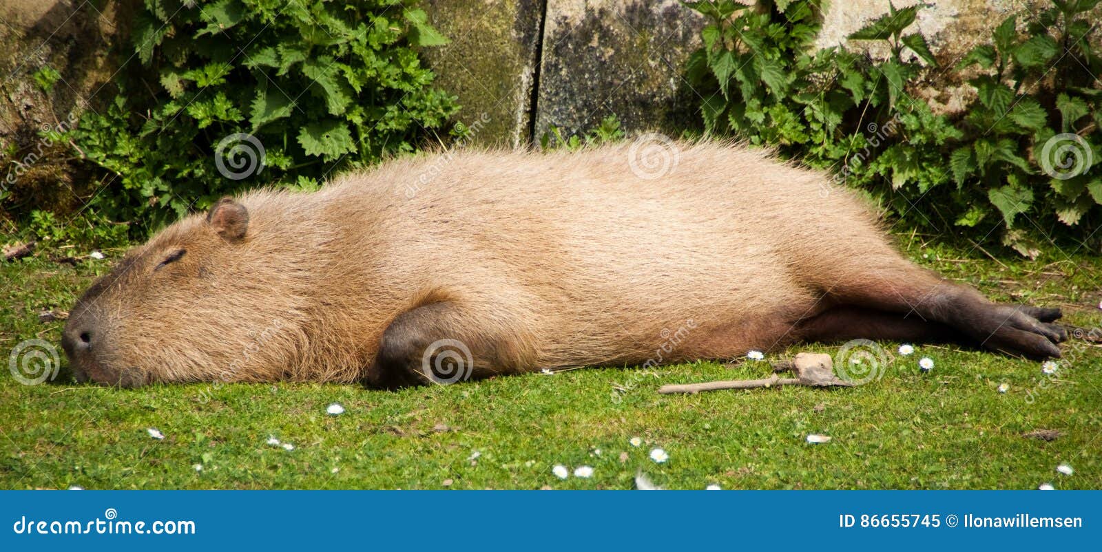 Male Capybara With Deformed Mouth, And Baby Royalty-Free Stock Photo ...