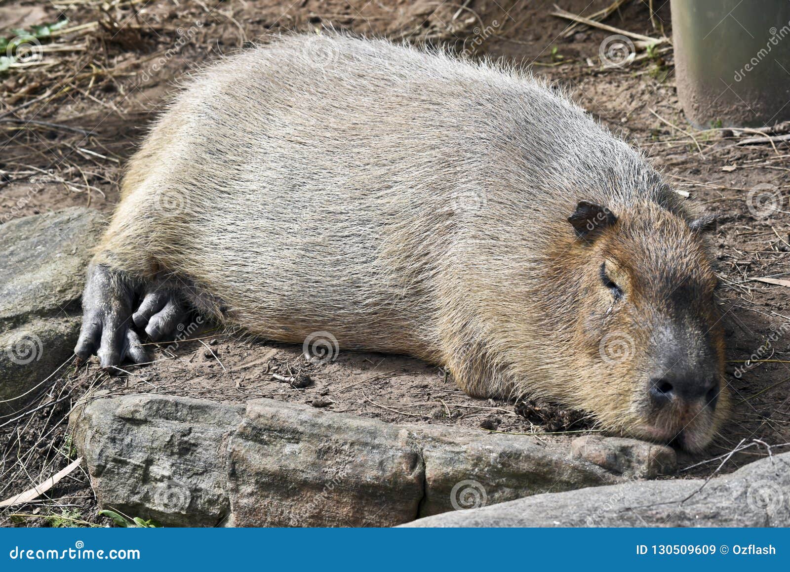 Capybara is resting stock image. Image of ears, brown - 130509609