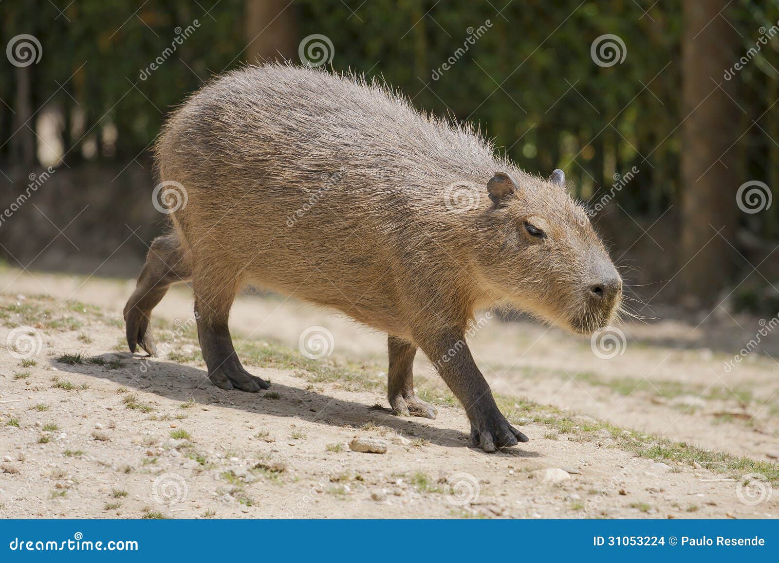 Capybara Stock Image | CartoonDealer.com #88717285