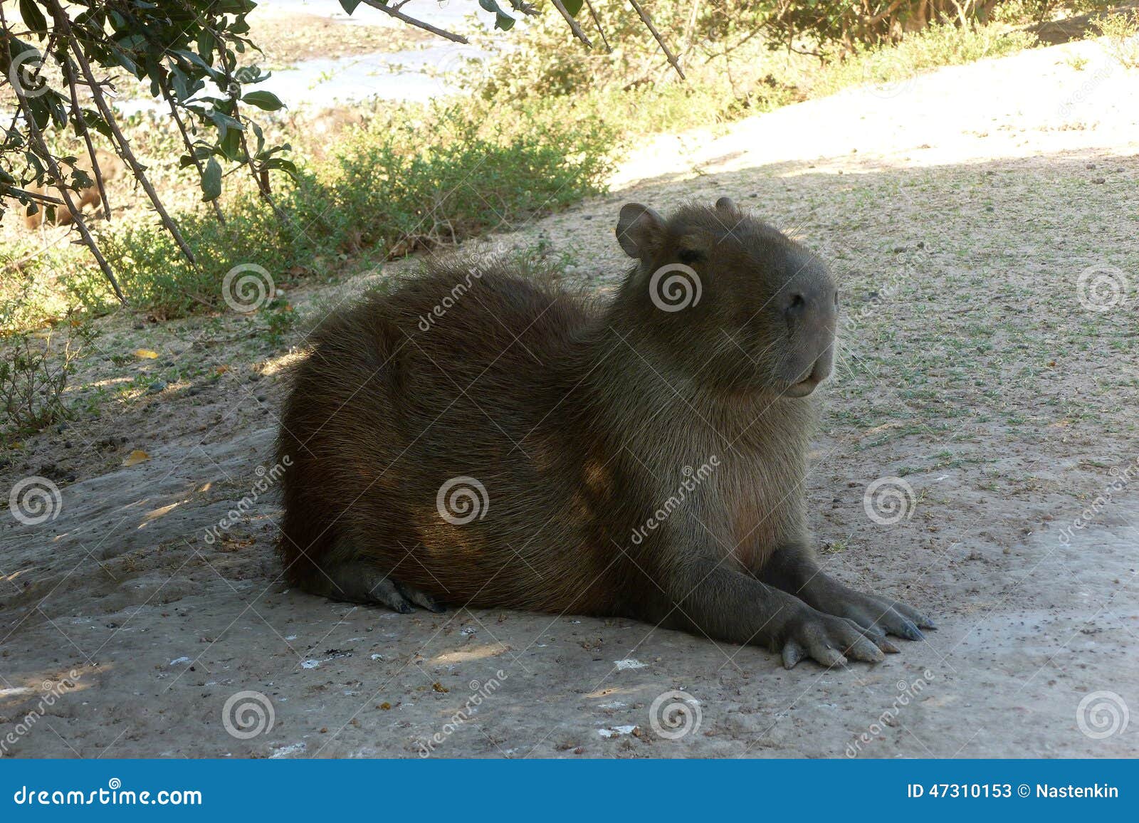 Capybara stock image. Image of rodent, biggest, hato - 47310153