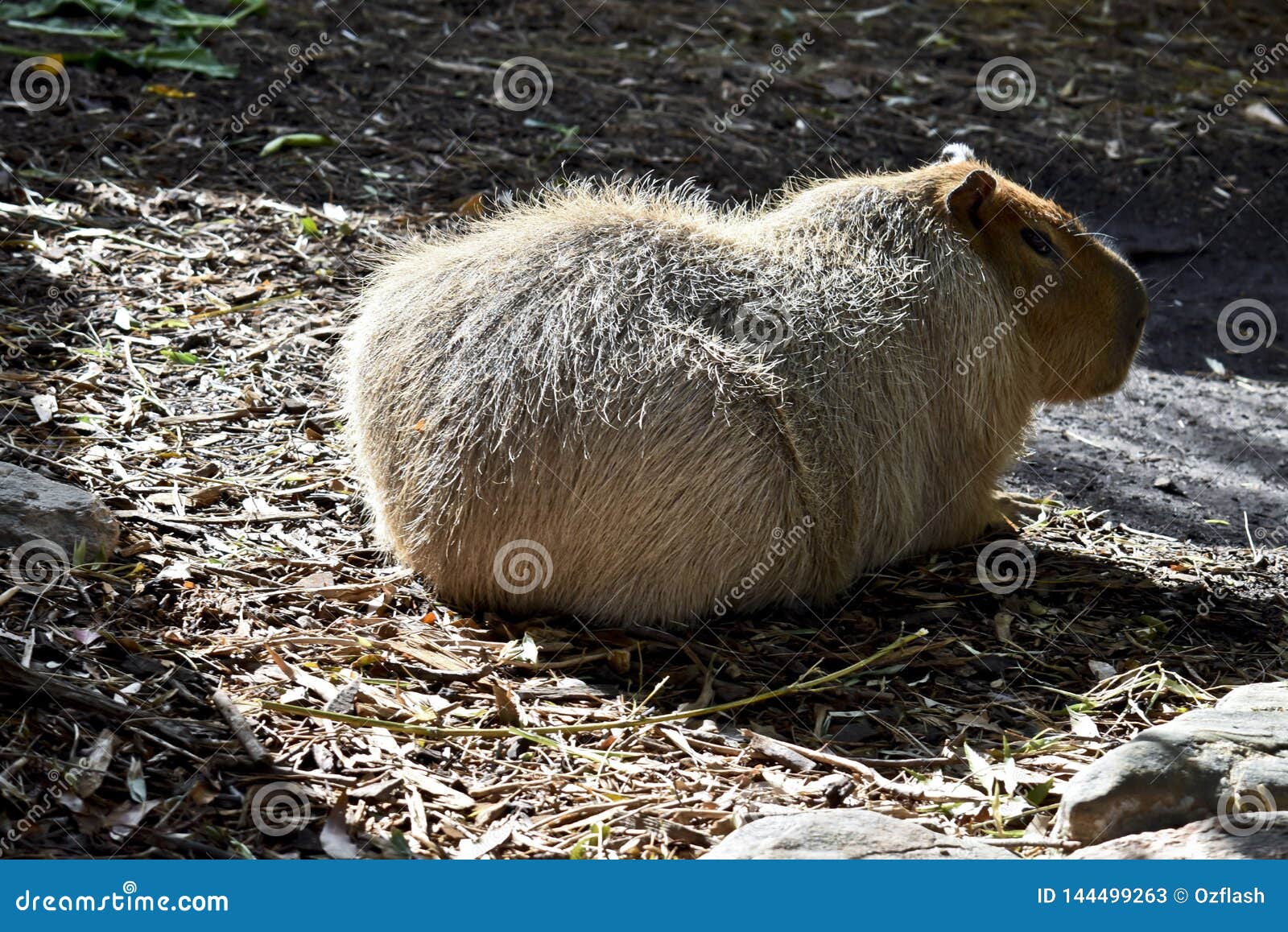 Top View Capybara In Water Royalty-Free Stock Photo | CartoonDealer.com ...