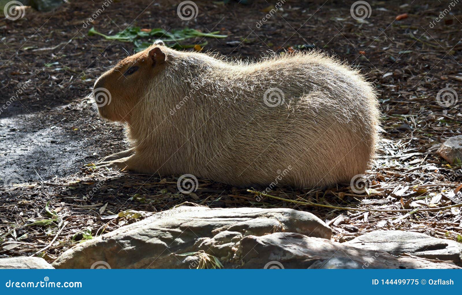 Top View Capybara In Water Royalty-Free Stock Photo | CartoonDealer.com ...