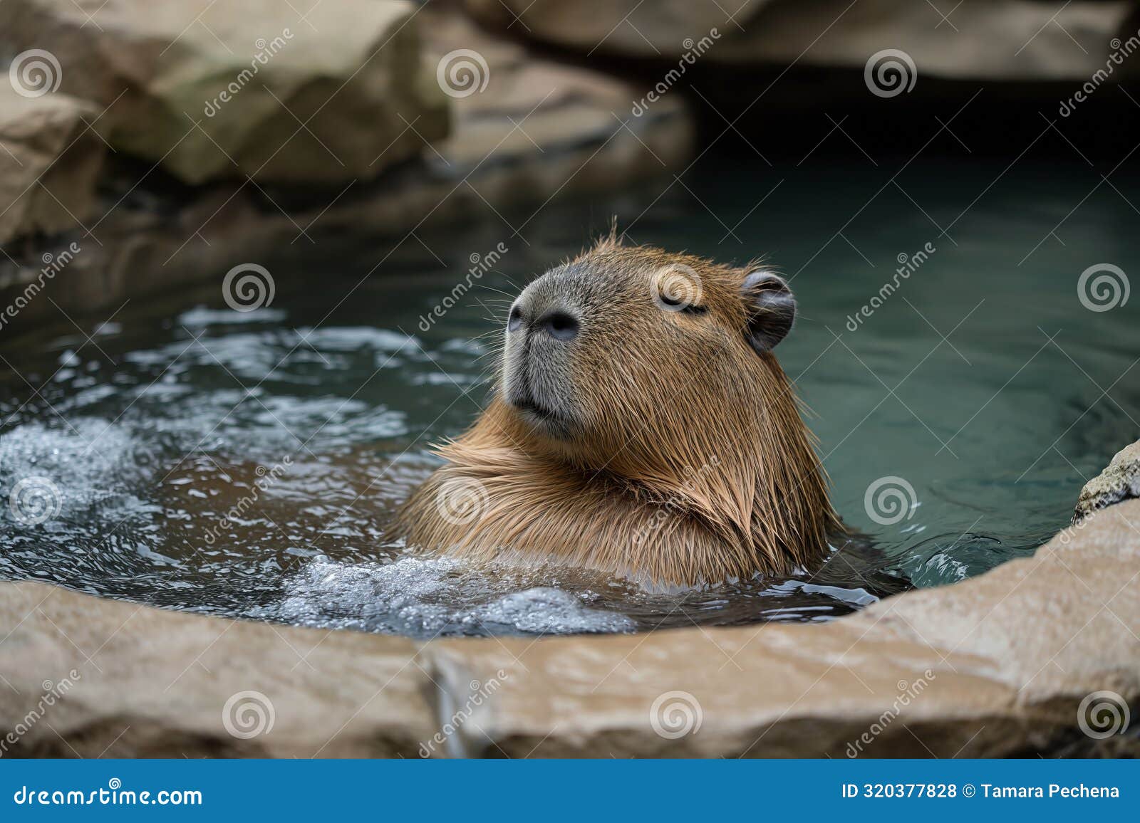 A Capybara Rests Peacefully in a Small, Round Pool of Water. the Image ...