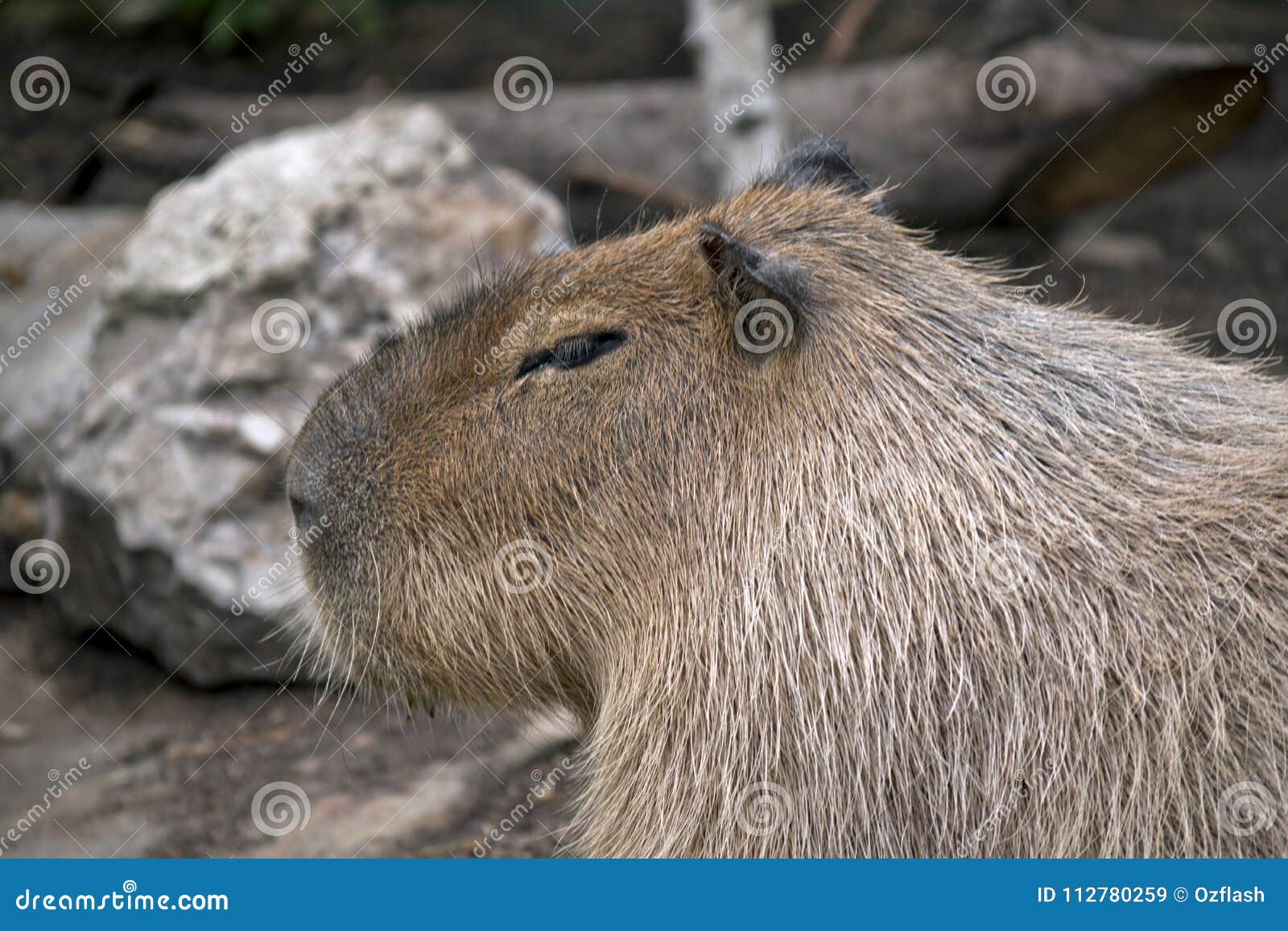 Capybara is a rodent stock image. Image of whiskers - 112780259