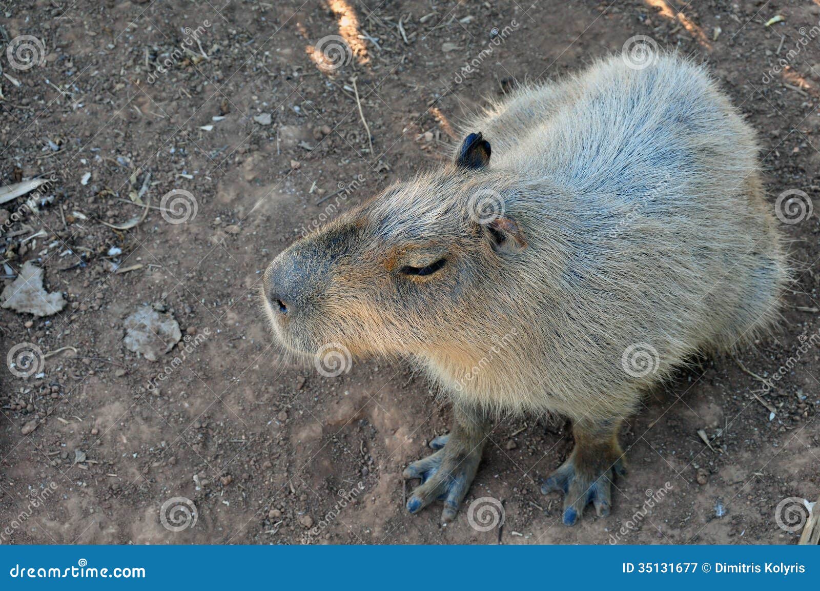 Capybara rodent stock image. Image of ground, furry, species - 35131677