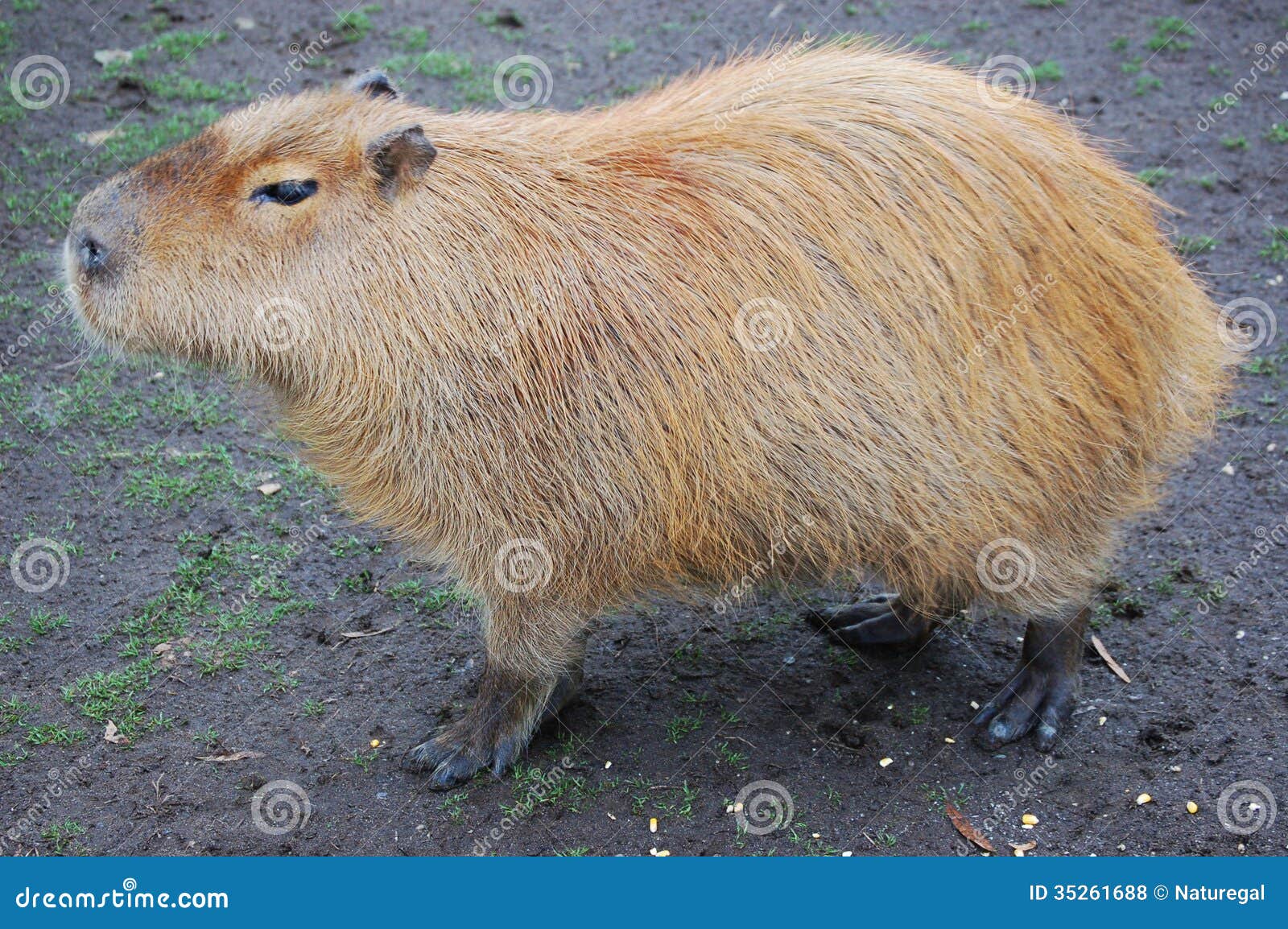 Capybara rodent stock photo. Image of lakes, threetoed - 35261688