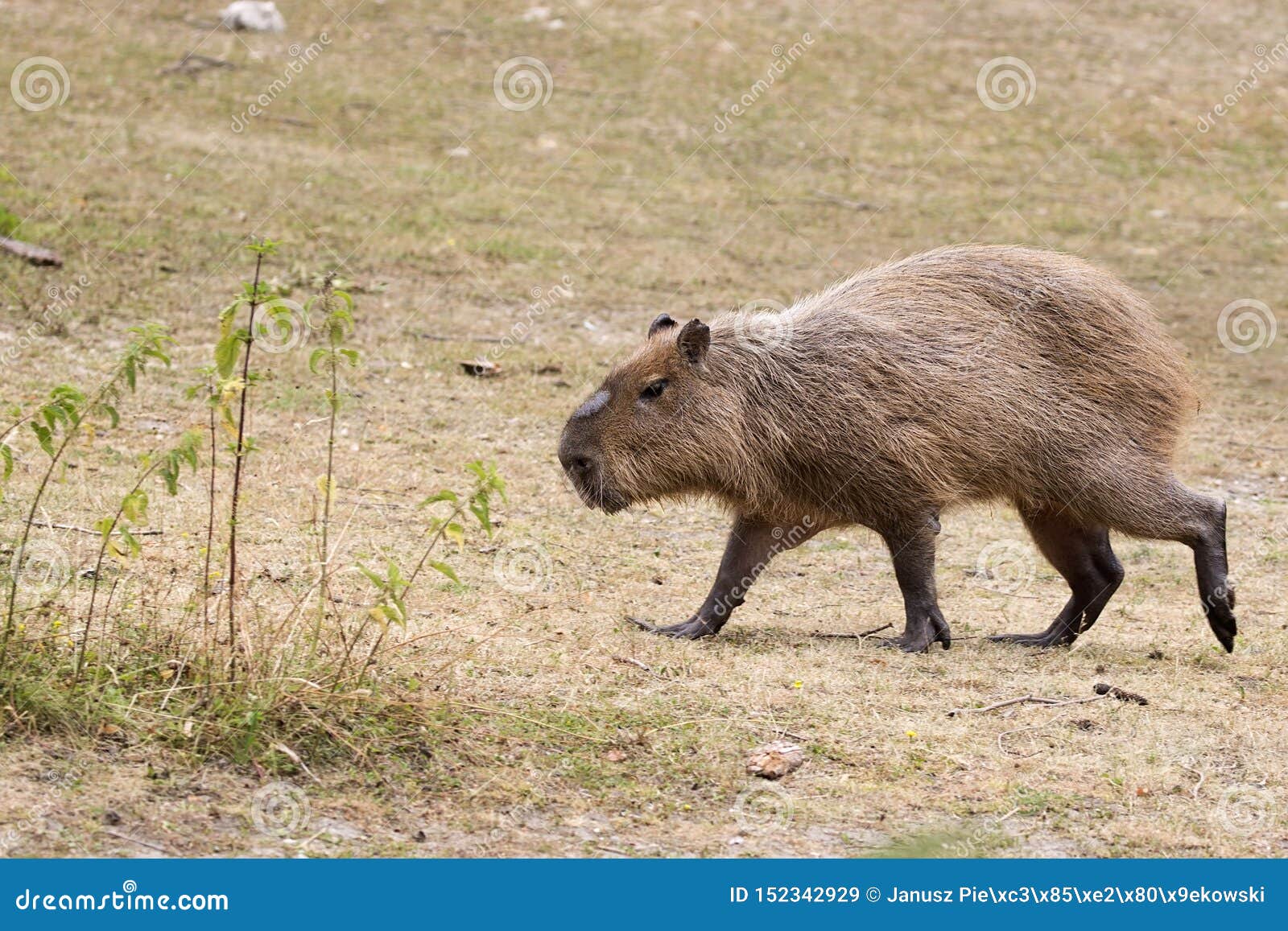 Capybara in the run stock image. Image of mammal, clearing - 152342929
