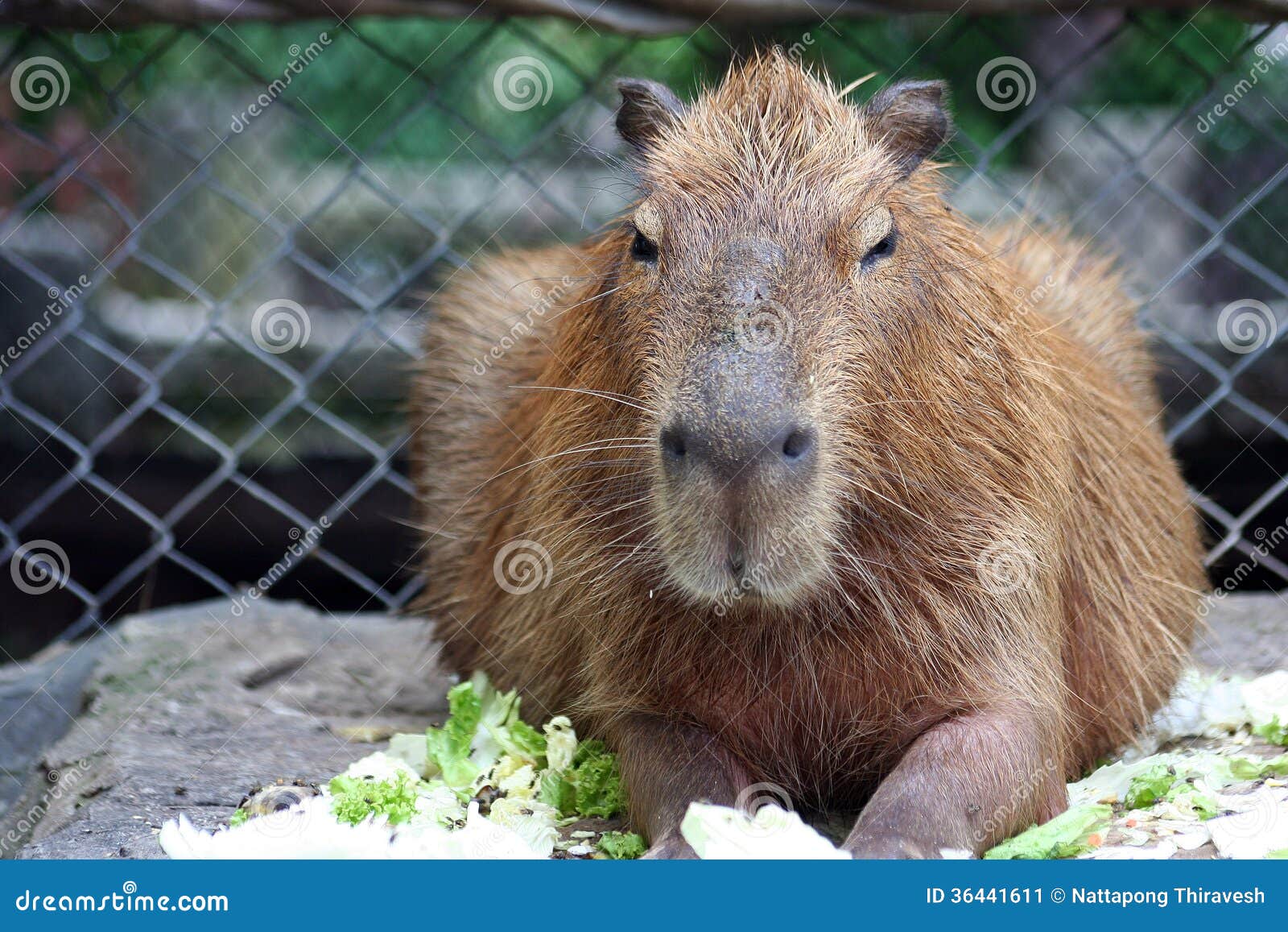 Capybara stock image. Image of large, nature, animal - 36441611