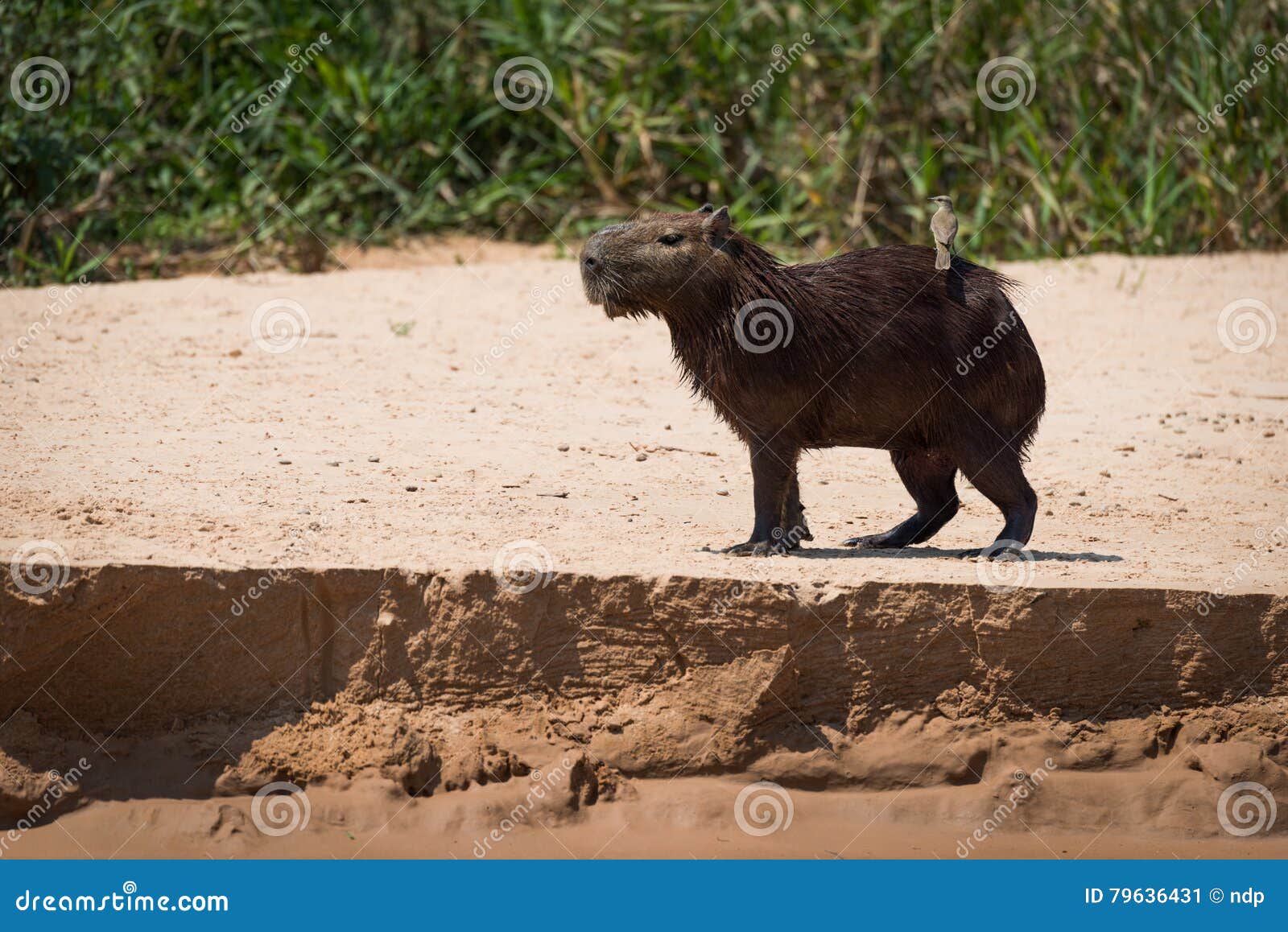 Capybara With Bird On Its Back Royalty-Free Stock Image | CartoonDealer ...