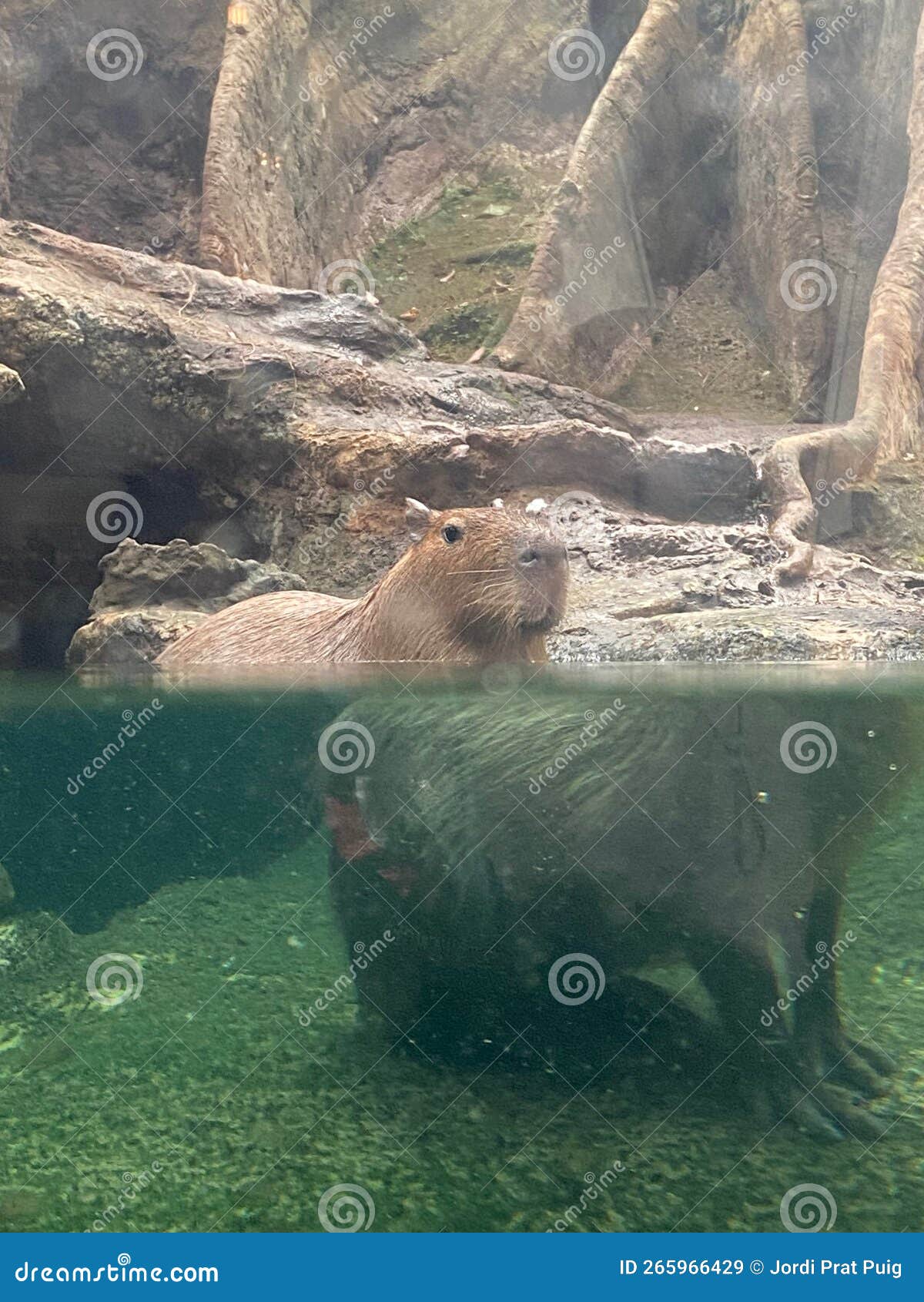Refraction Water Effect On A Cute Capybara Rodent Sitting On The Shore ...