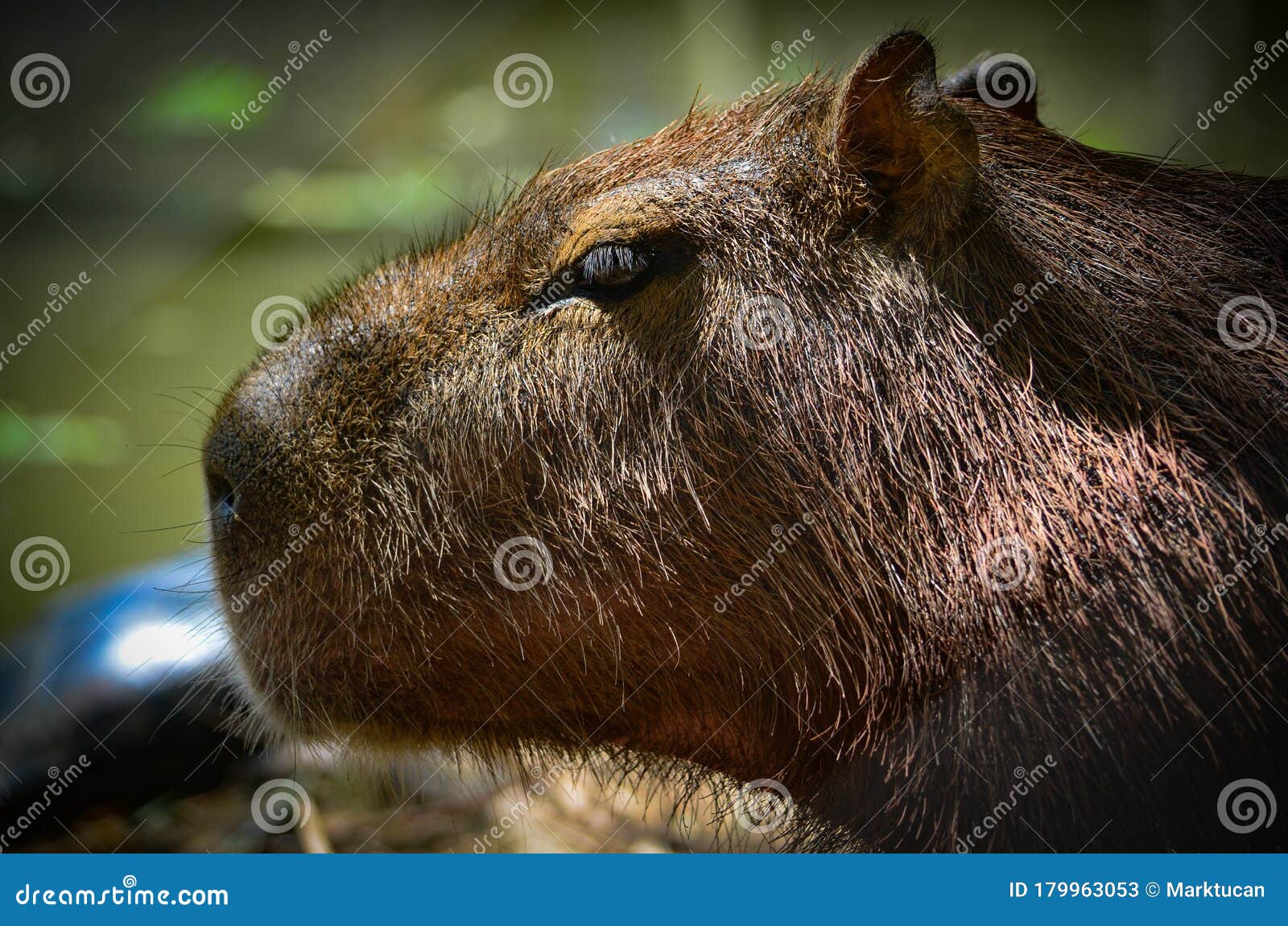 A Capybara by the Side of a River in the Amazon Rainforest Stock Image ...