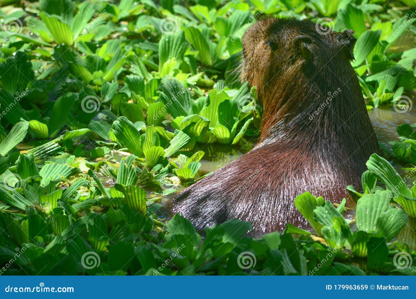 A Capybara by the Side of a River in the Amazon Rainforest Stock Image ...