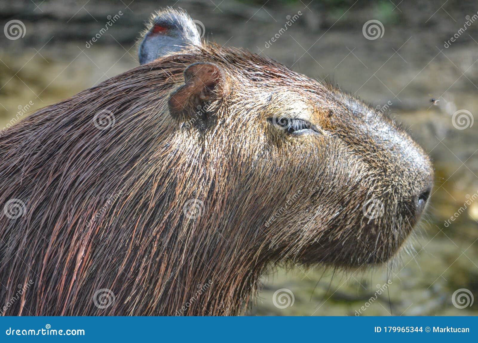 A Capybara by the Side of a River in the Amazon Rainforest Stock Photo ...