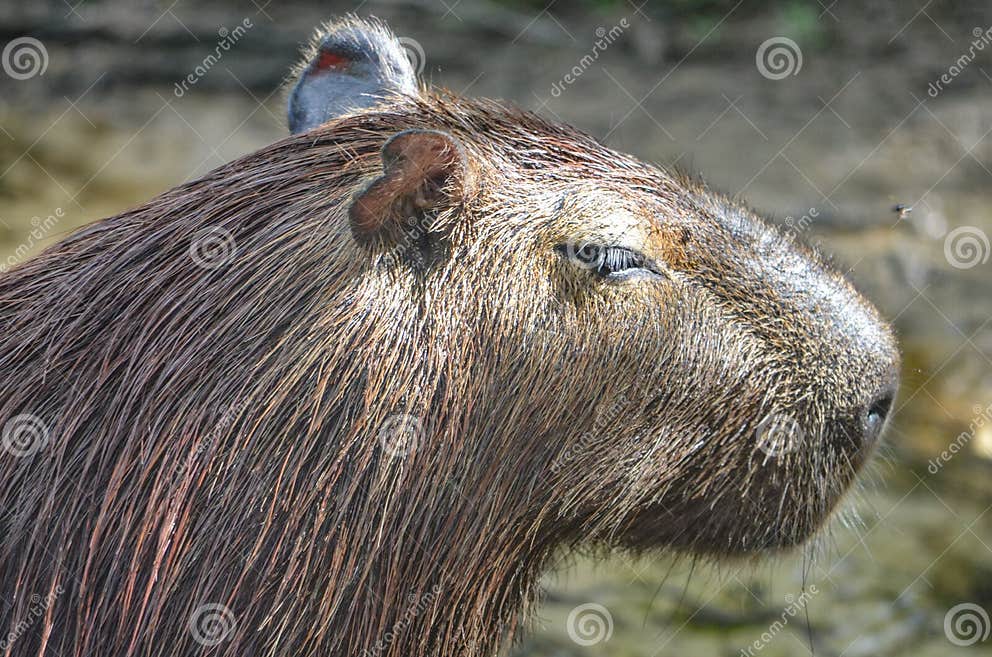 A Capybara by the Side of a River in the Amazon Rainforest Stock Photo ...