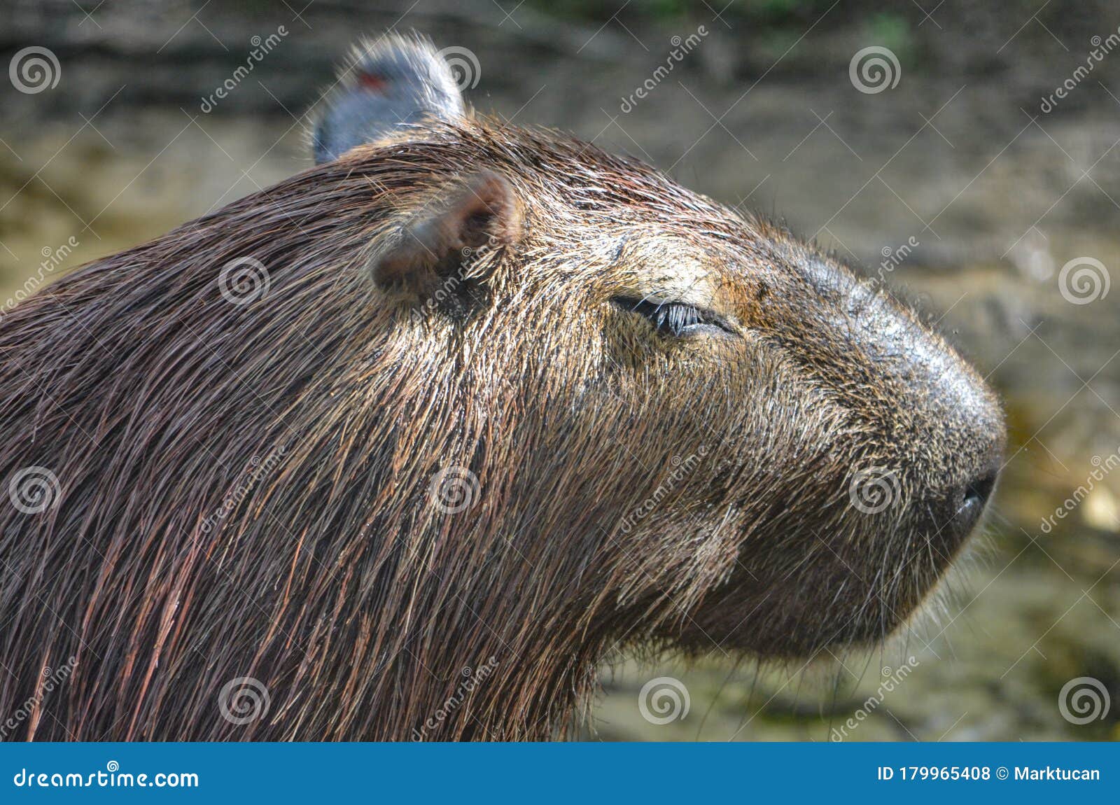 A Capybara by the Side of a River in the Amazon Rainforest Stock Photo ...