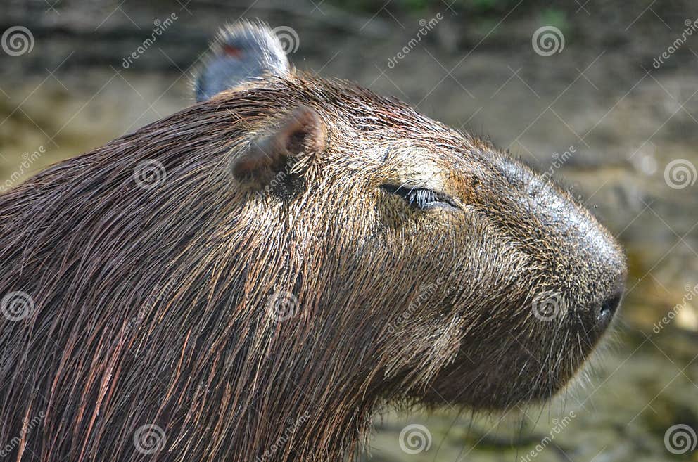 A Capybara by the Side of a River in the Amazon Rainforest Stock Photo ...