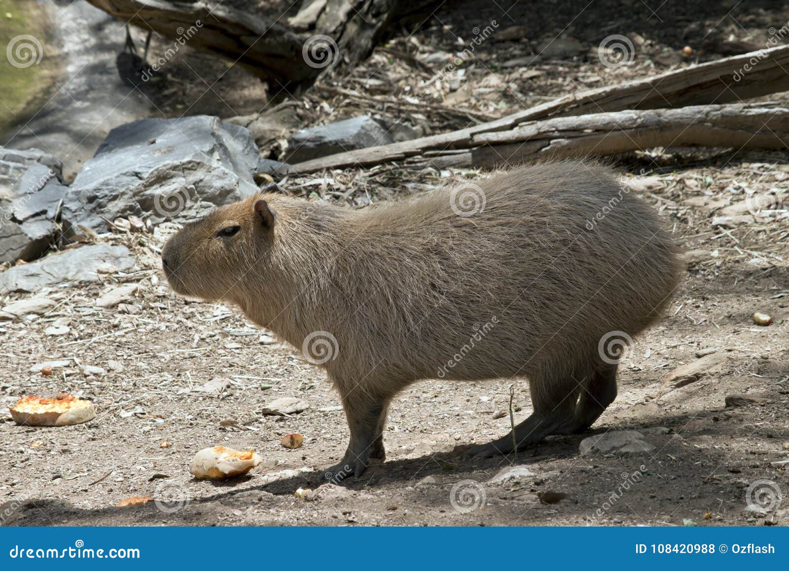 Capybara Side View Stock Image | CartoonDealer.com #108911311