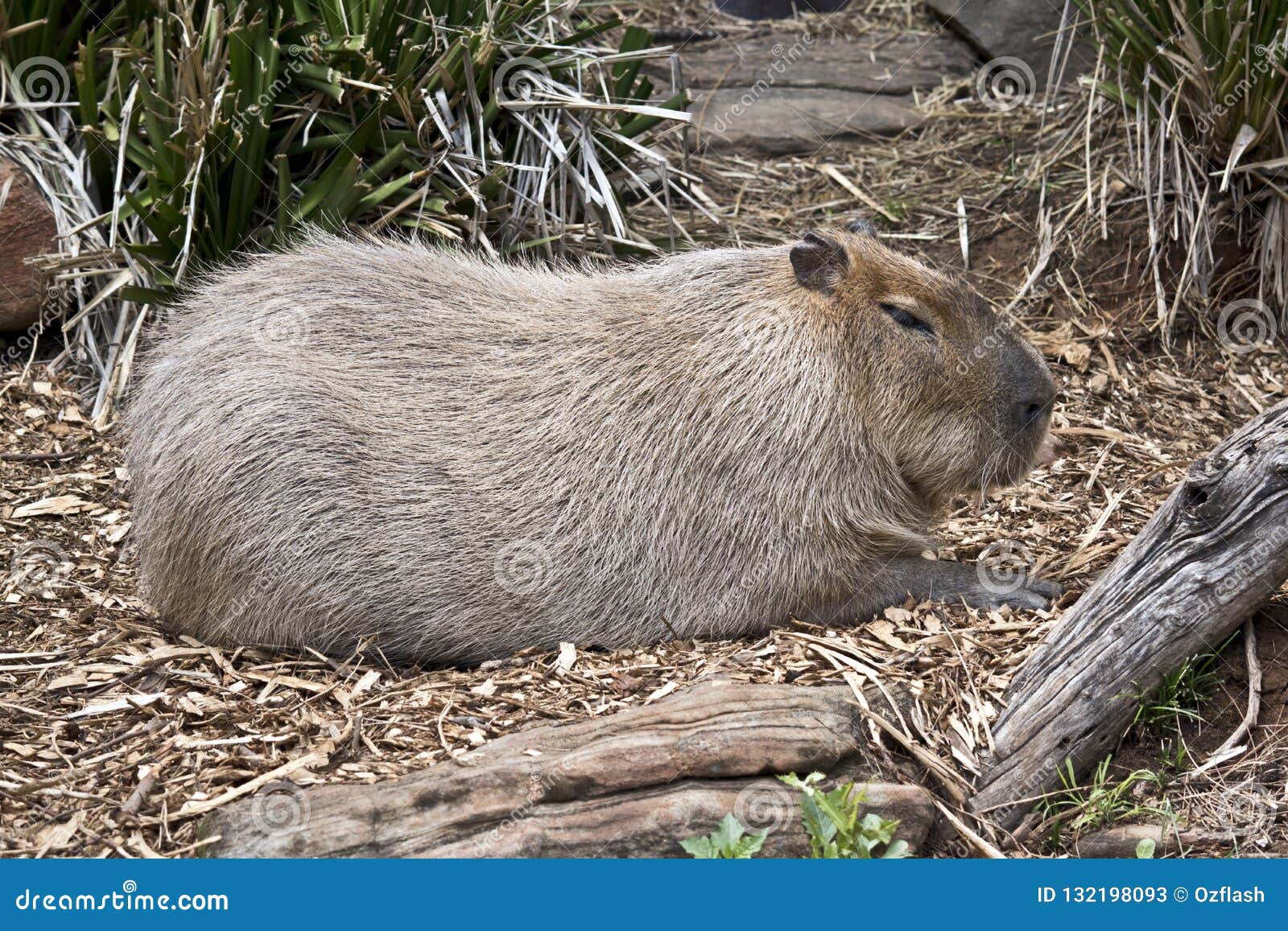 Top View Capybara In Water Royalty-Free Stock Photo | CartoonDealer.com ...