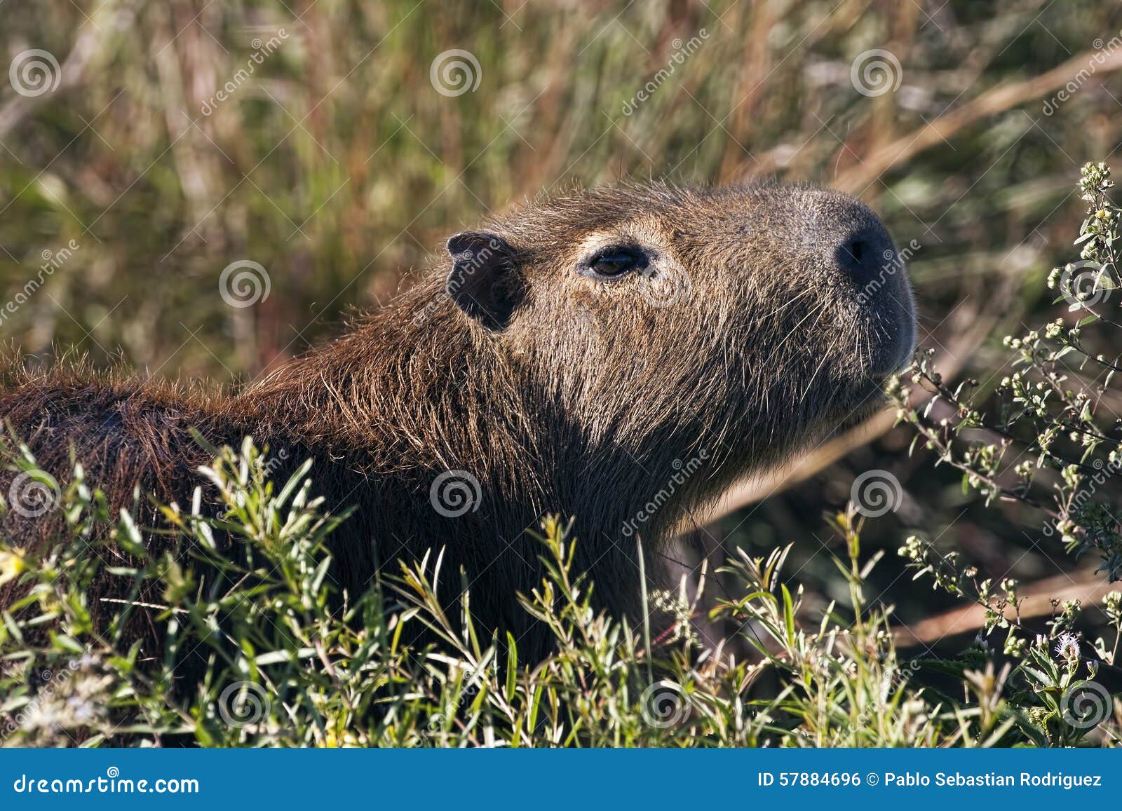 Capybara Side View Stock Image | CartoonDealer.com #108911311
