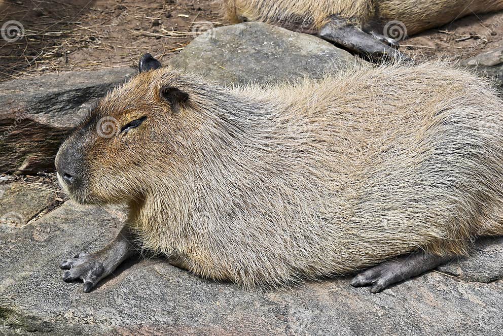 Capybara side view stock photo. Image of furry, animal - 130504718