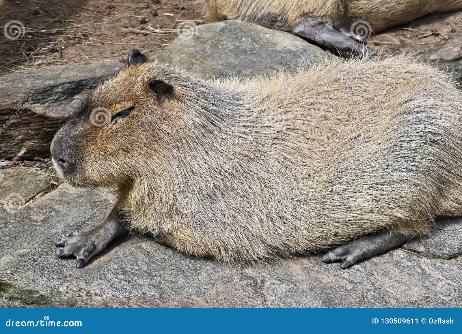 Capybara side view stock image. Image of close, small - 130509611