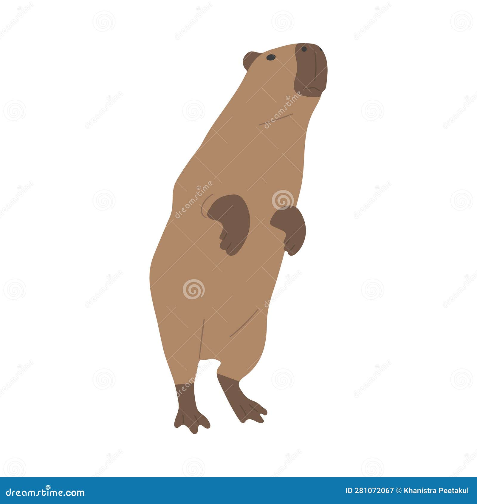 Capybara Single 35 Vector Illustration | CartoonDealer.com #281633406