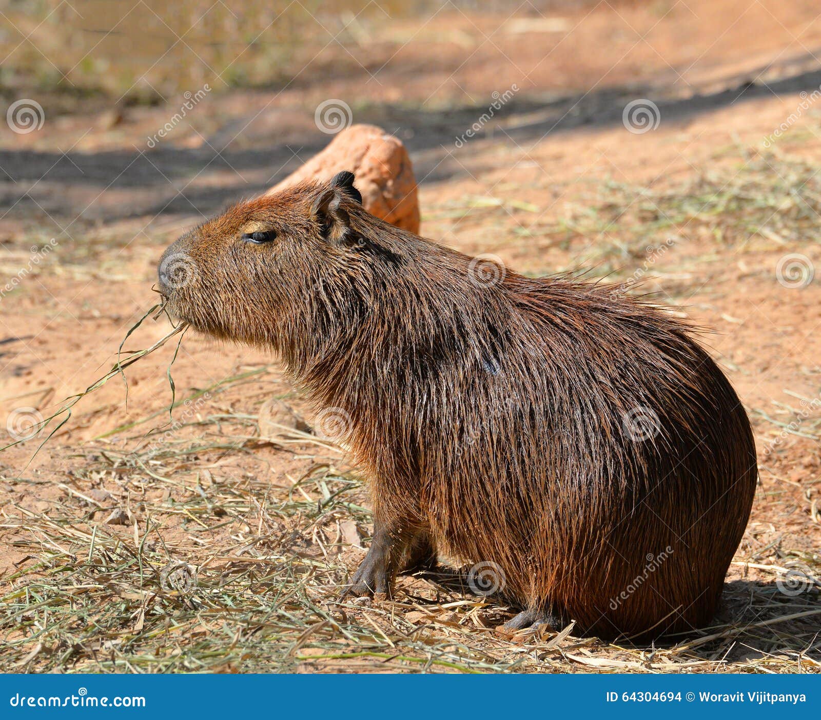 Capybara stock photo. Image of large, meadow, hair, animal - 64304694