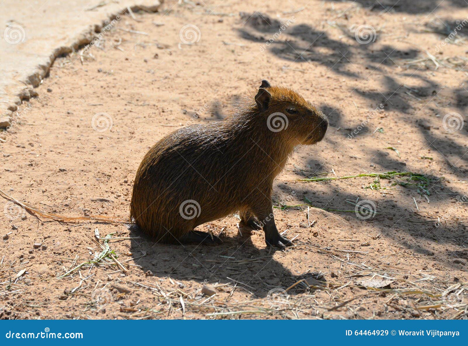 Capybara stock image. Image of capibara, brown, mammal - 64464929