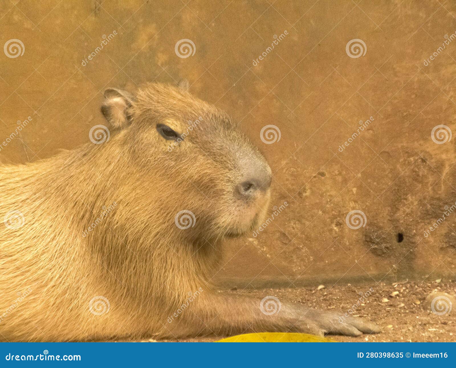 Capybara Sitting in Cage with Close Up Stock Image - Image of large ...