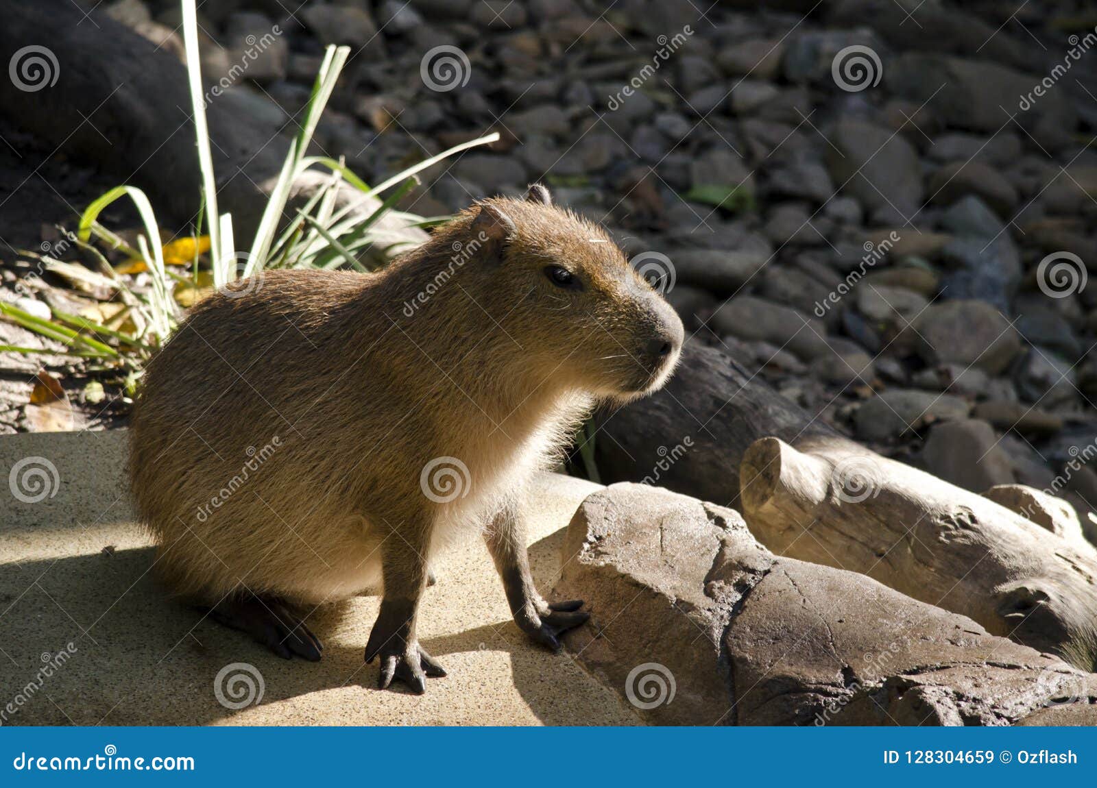 Capybara a large rodent stock image. Image of south - 128304659