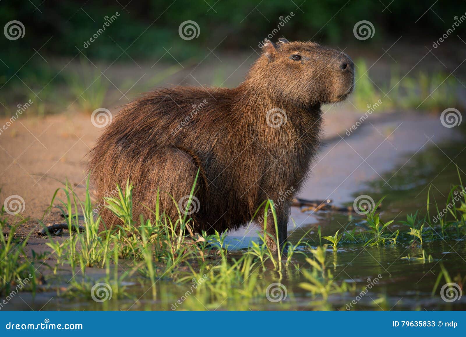 Capybara Sitting In The Wooden Box With Grass. Royalty-Free Stock ...