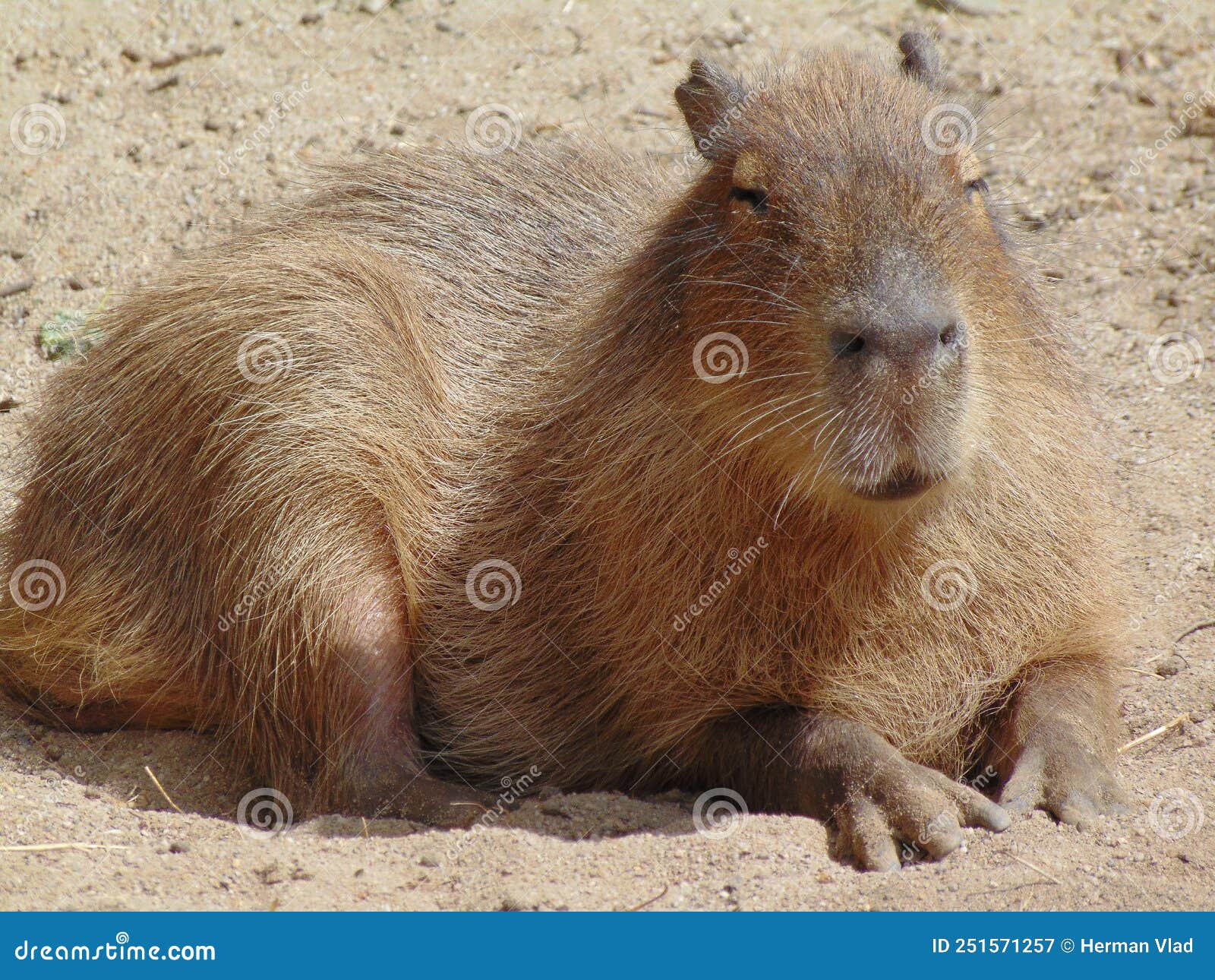 A Capybara is Sitting on the Ground Stock Image - Image of closeup ...