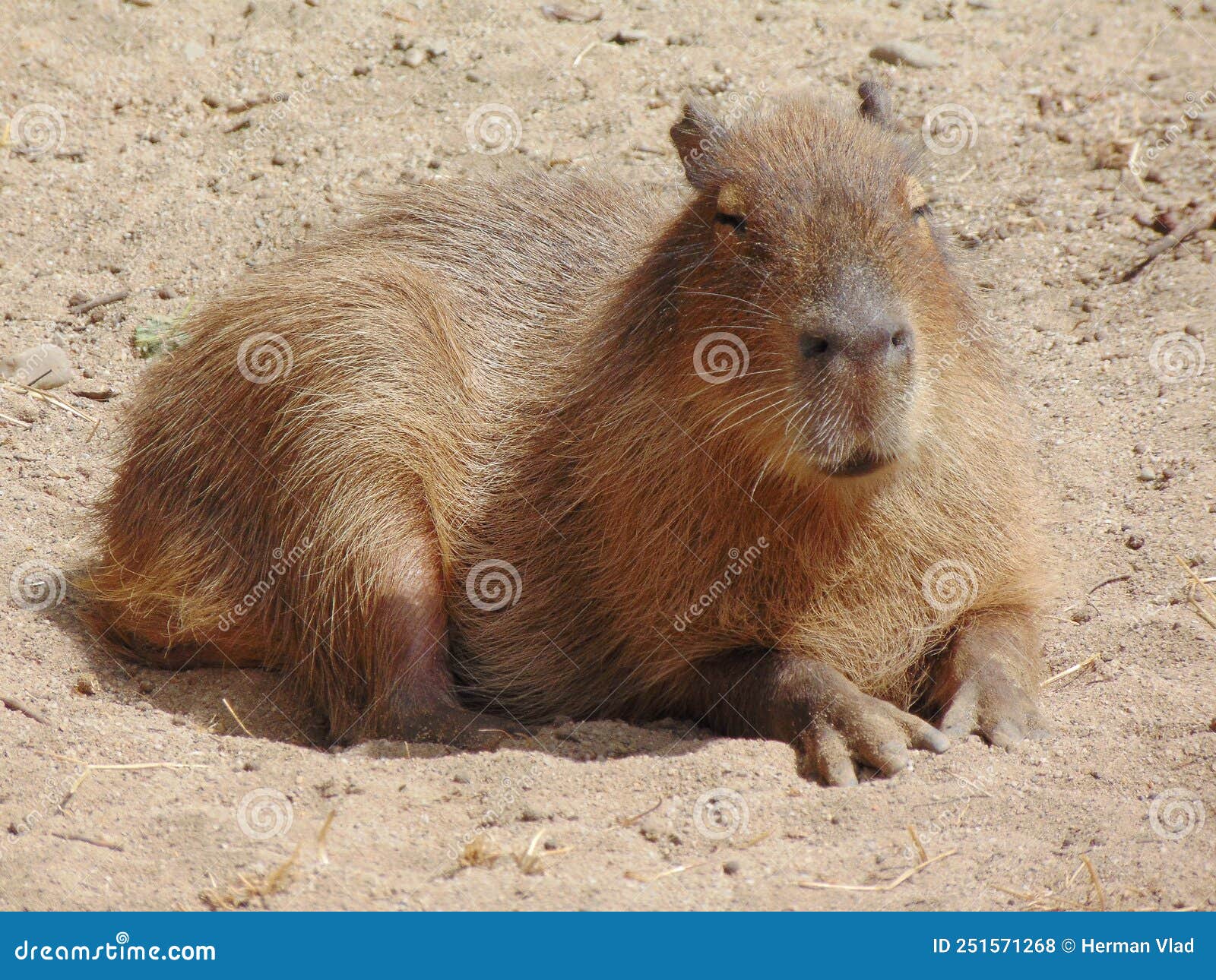 A Capybara is Sitting on the Ground Stock Photo - Image of animal ...