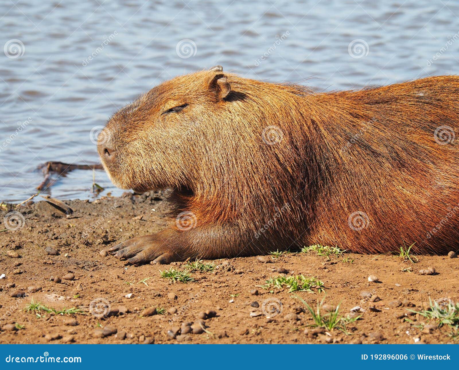 Capybara Sitting at a Lake at Daytime Stock Photo - Image of summer ...