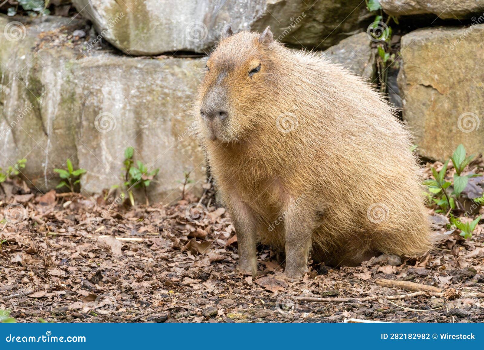 Capybara Sitting Near Huge Rocks Stock Photo - Image of creature ...