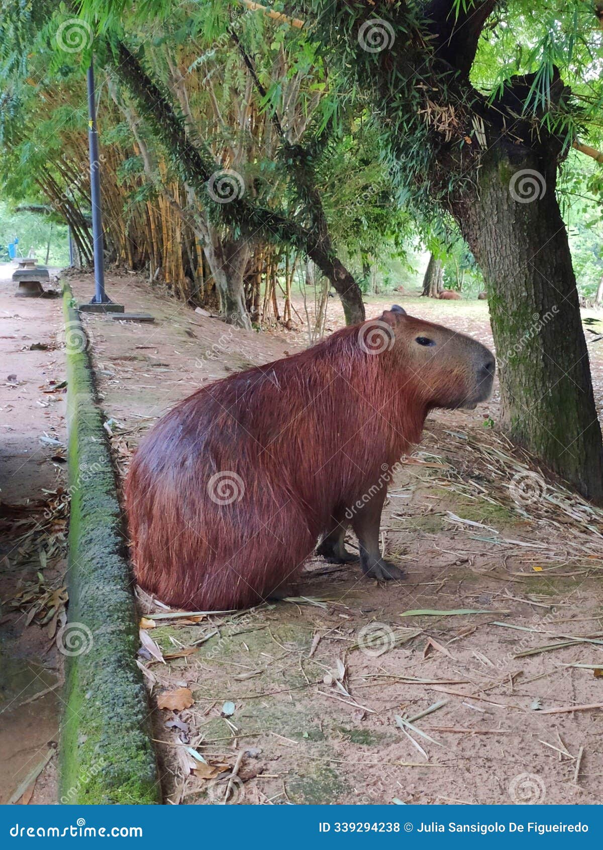 Capybara stock photo. Image of floor, nature, sitting - 339294238