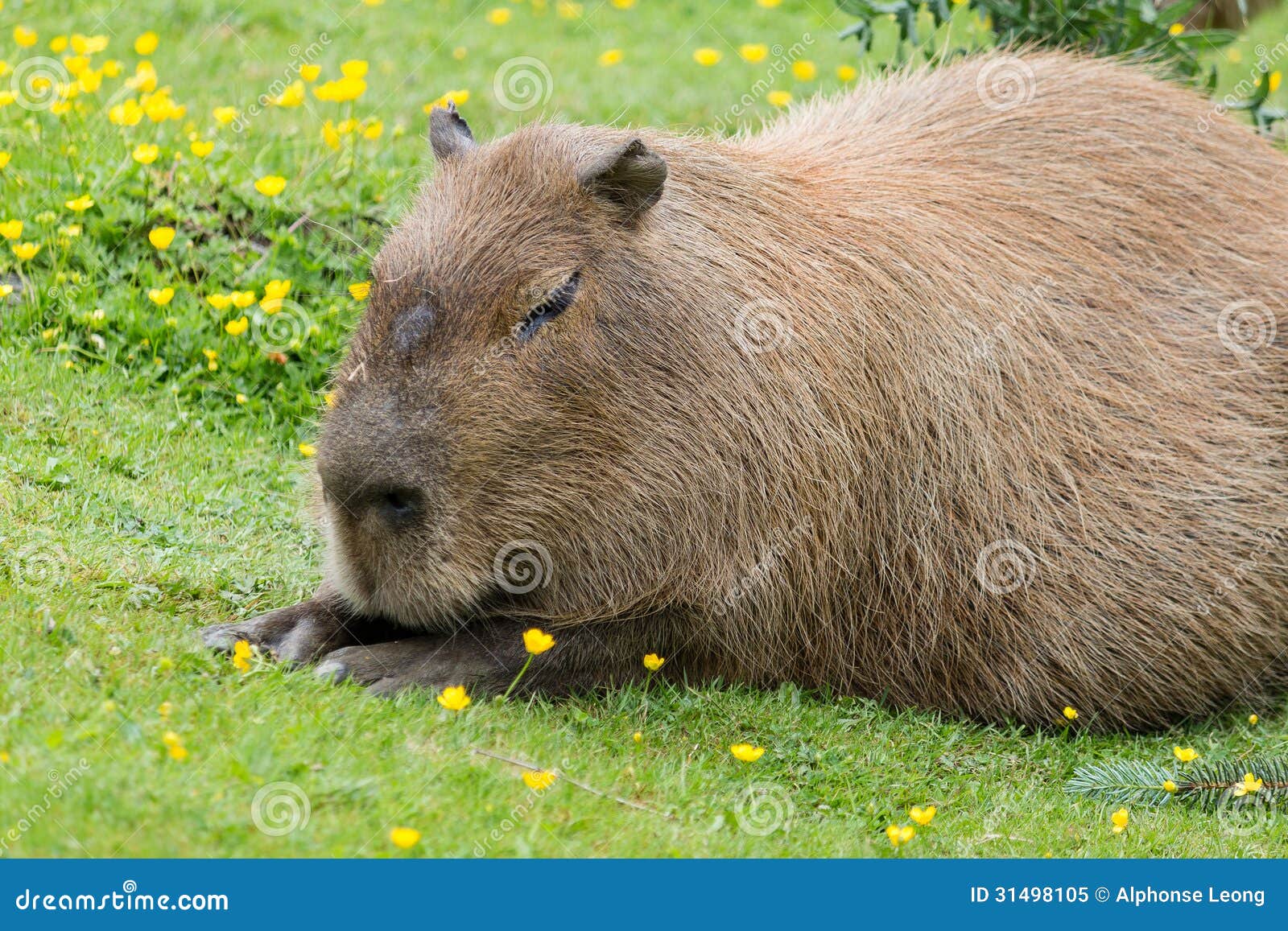 Capybara sitting stock image. Image of wildlife, critter - 31498105