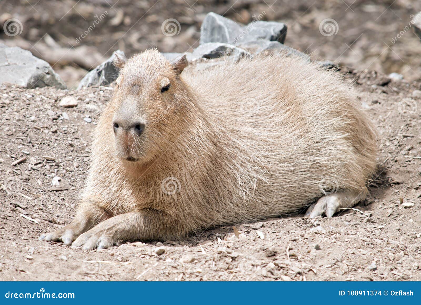 Capybara is sitting stock photo. Image of rodent, claws - 108911374