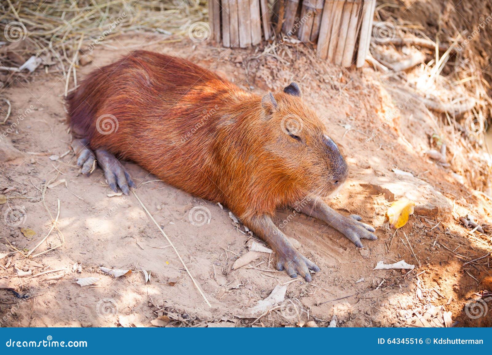 A Capybara Sleeping on Bare Ground. Stock Photo - Image of people ...