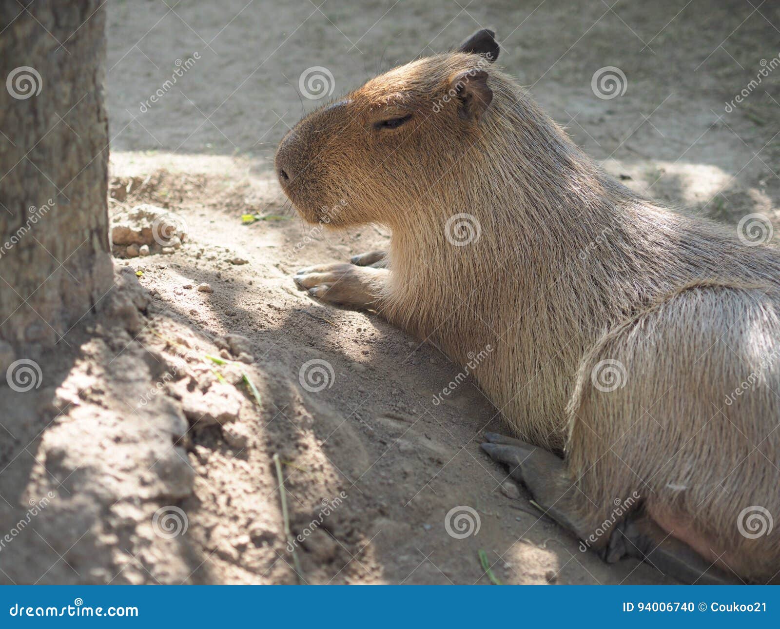 Capybara is sleeping stock photo. Image of brown, animal - 94006740