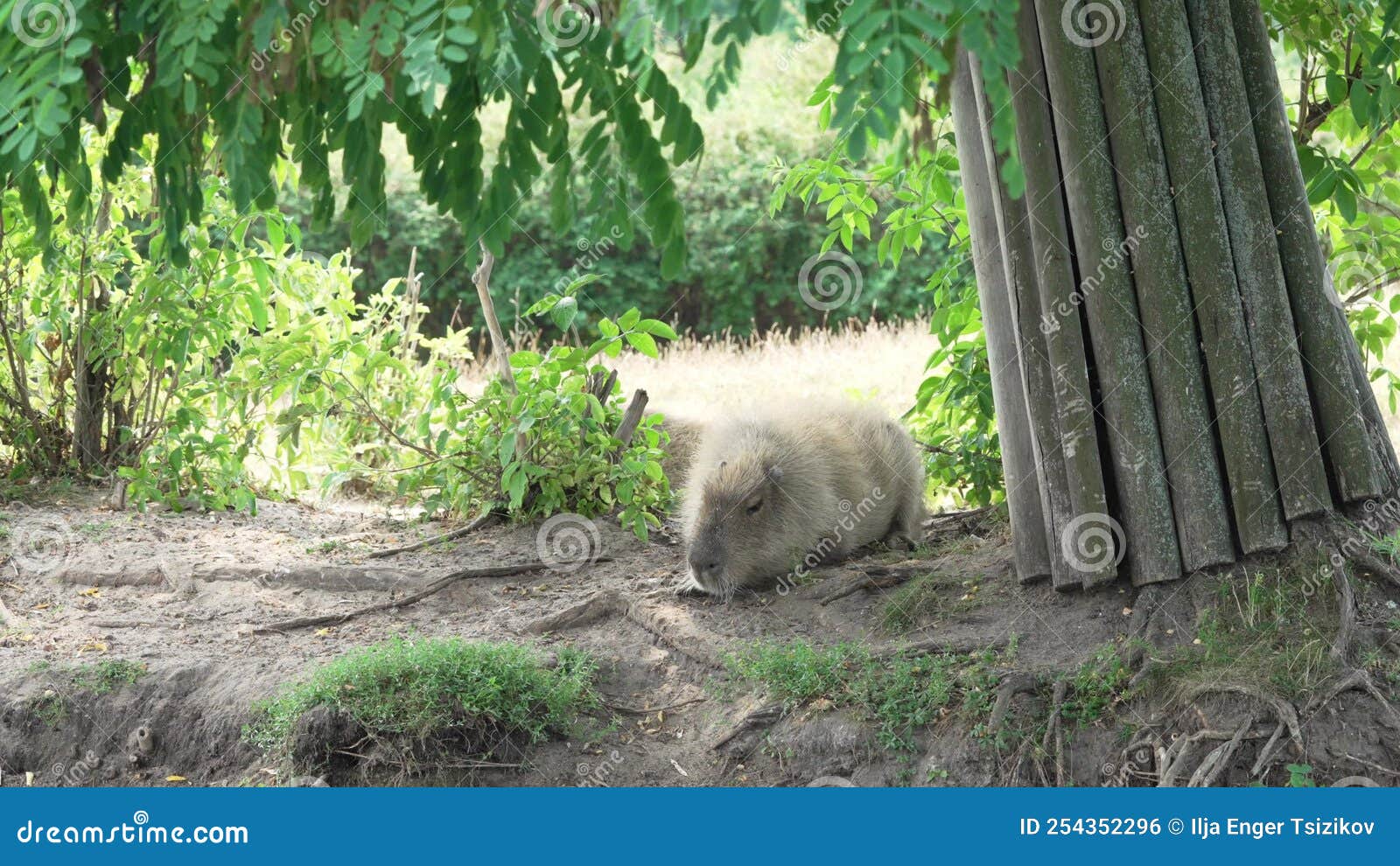 Capybara Sleeping Under Tree in Hot Summer Day Stock Footage - Video of ...