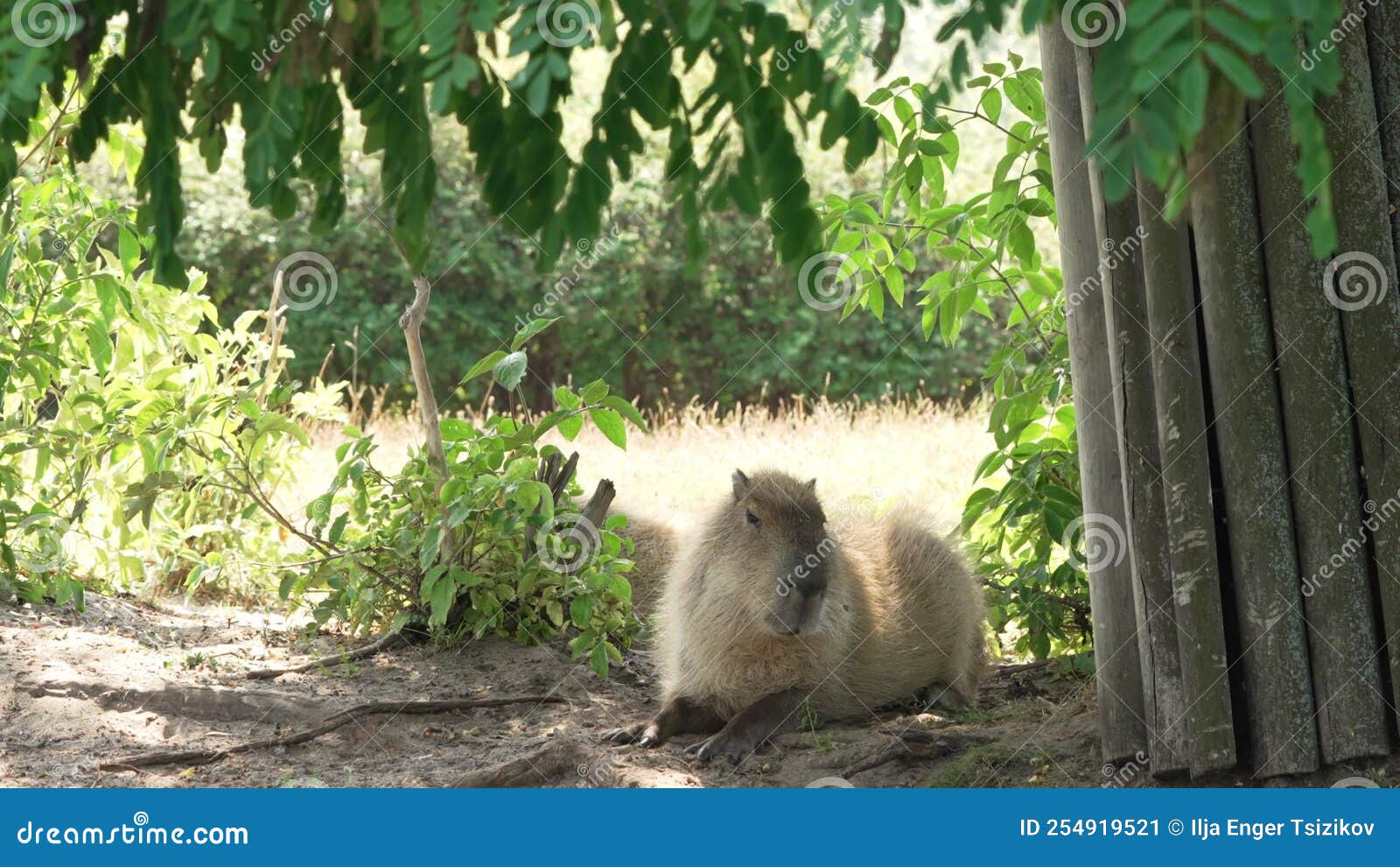 Capybara Sleeping Under Tree in Hot Summer Day Stock Video - Video of ...